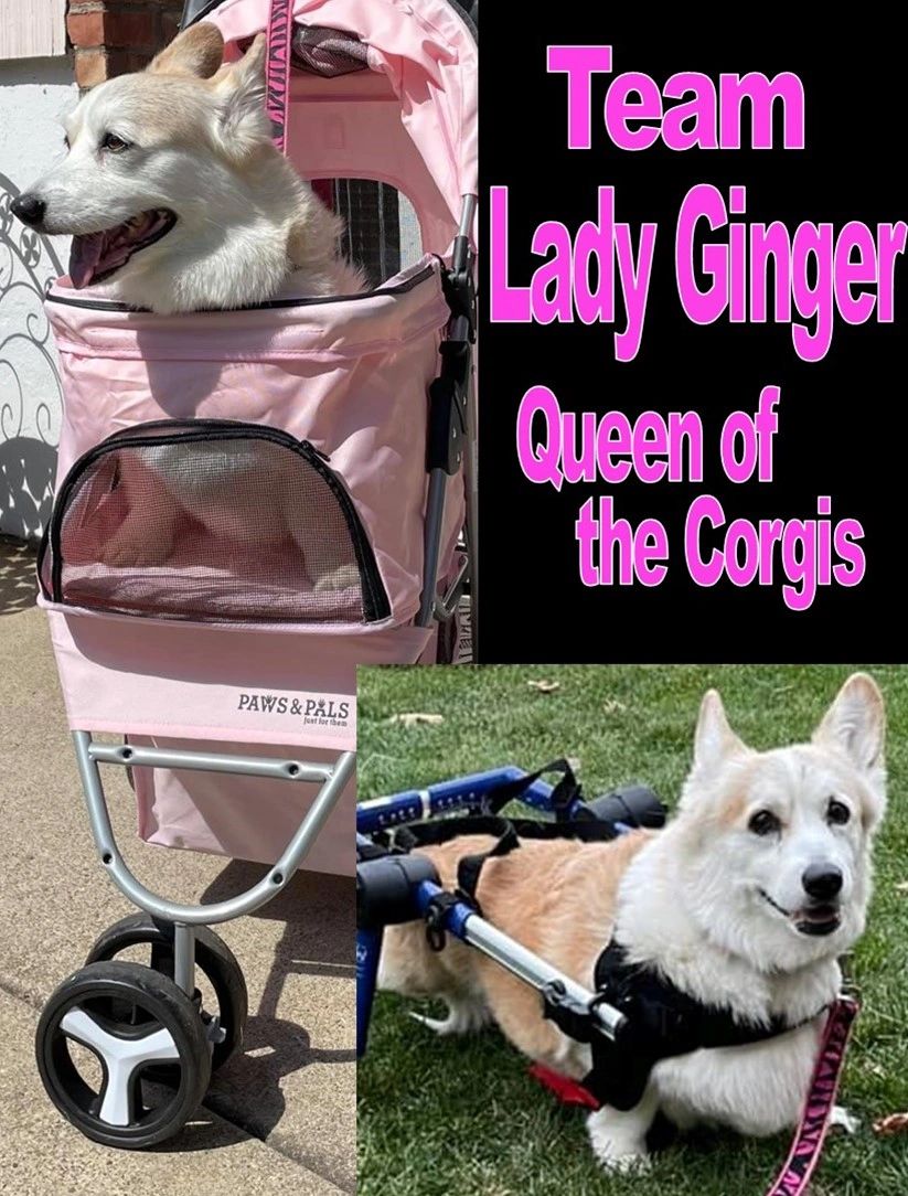 Lady Ginger Queen of Corgis Team